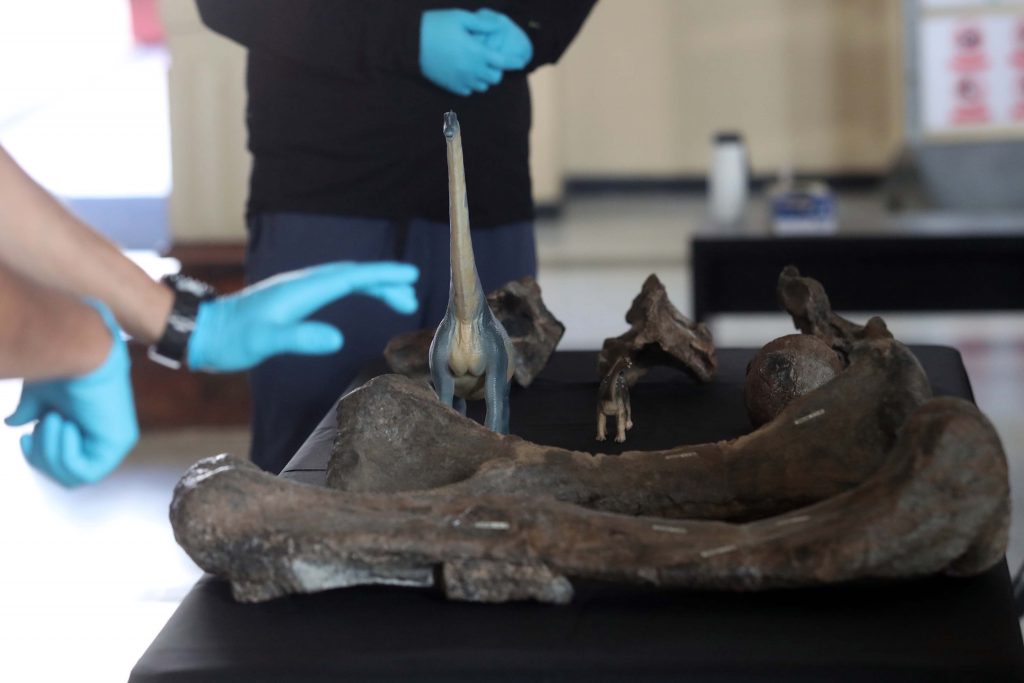 ¿Qué podemos aprender de "Arackar licanantay"?, el dinosaurio ...