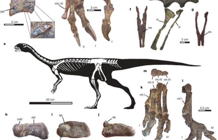 El “Chilesaurus”: ¿Qué significa este descubrimiento en el mundo ...
