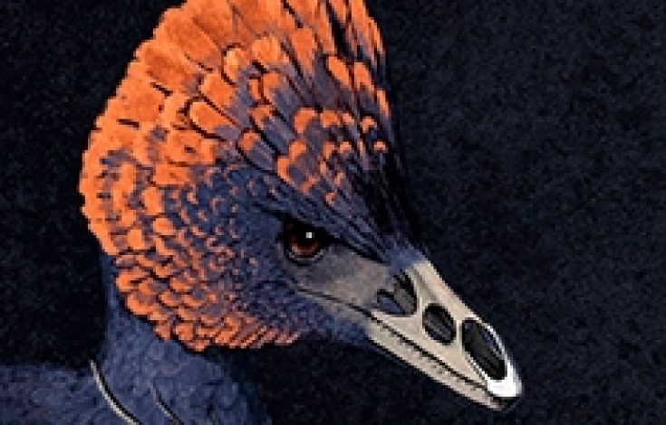 Científicos crean híbrido de pollo y dinosaurio para estudiar su ...