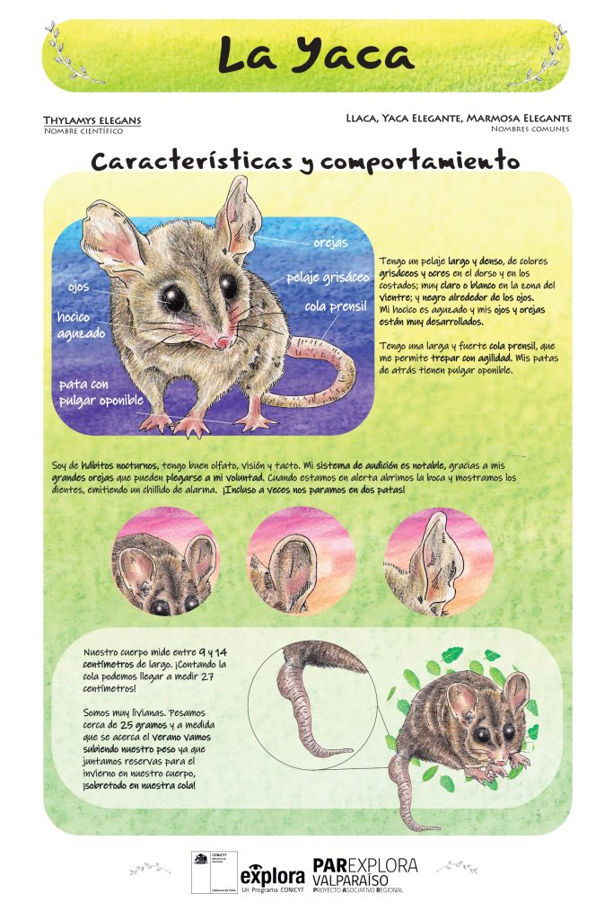 Yaca: Cómo reconocerla para proteger nuestro patrimonio natural ...