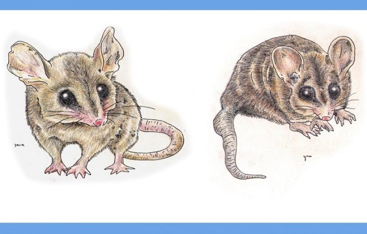 Yaca: Cómo reconocerla para proteger nuestro patrimonio natural ...