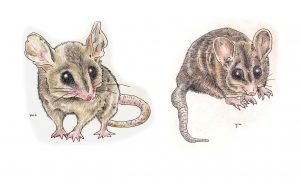 Yaca: Cómo reconocerla para proteger nuestro patrimonio natural ...