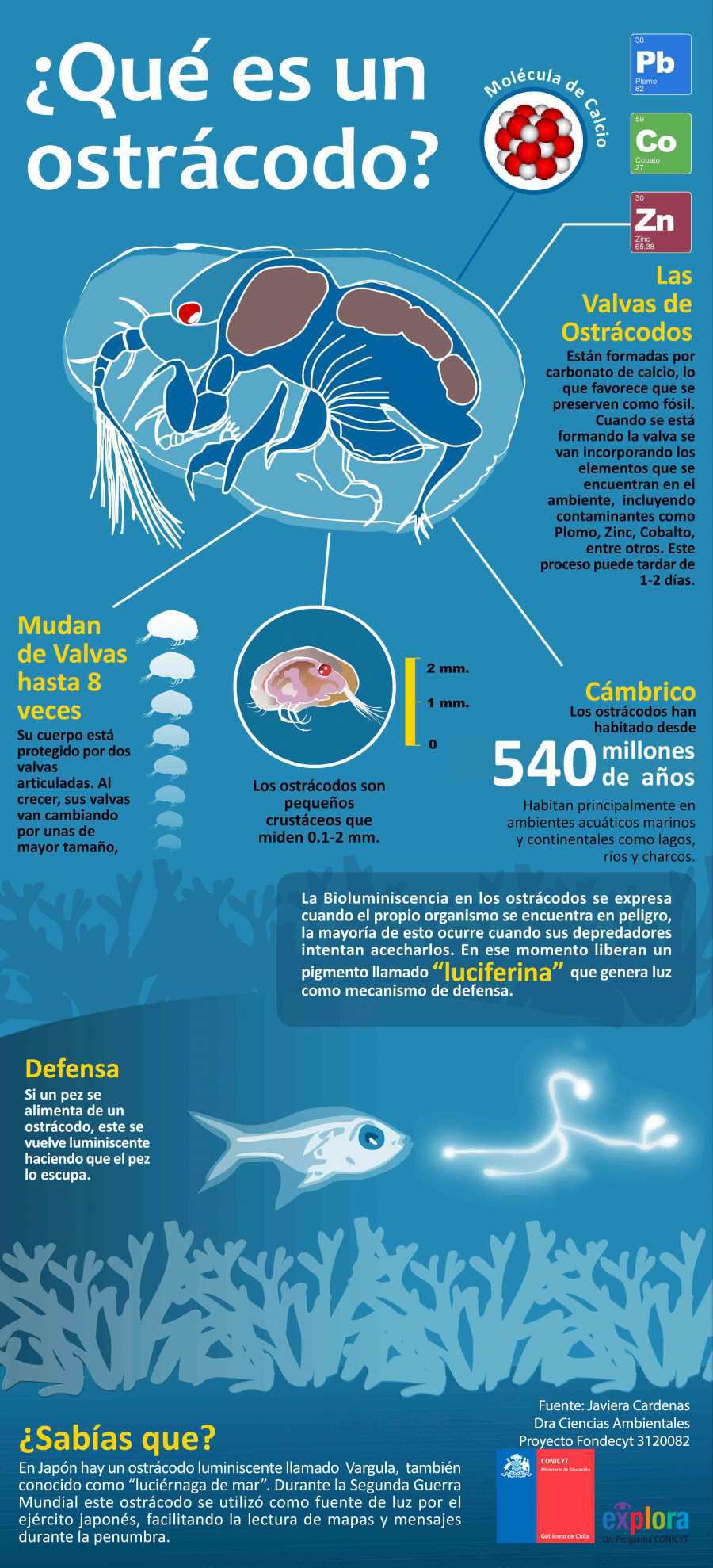 Ostracodos Crustáceos. Los Ostracodos (Ostracoda)