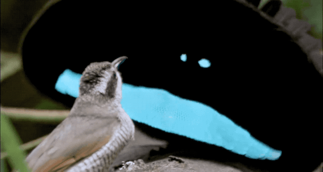 ¿Sabías que existe un pájaro cuyo plumaje es tan negro que absorbe casi ...
