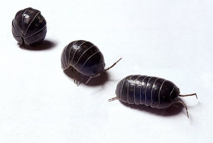 ¿Por qué los chanchitos de tierra se hacen bolita? - www.explora.cl