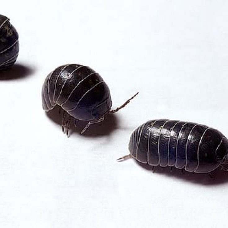 ¿Por qué los chanchitos de tierra se hacen bolita? - www.explora.cl