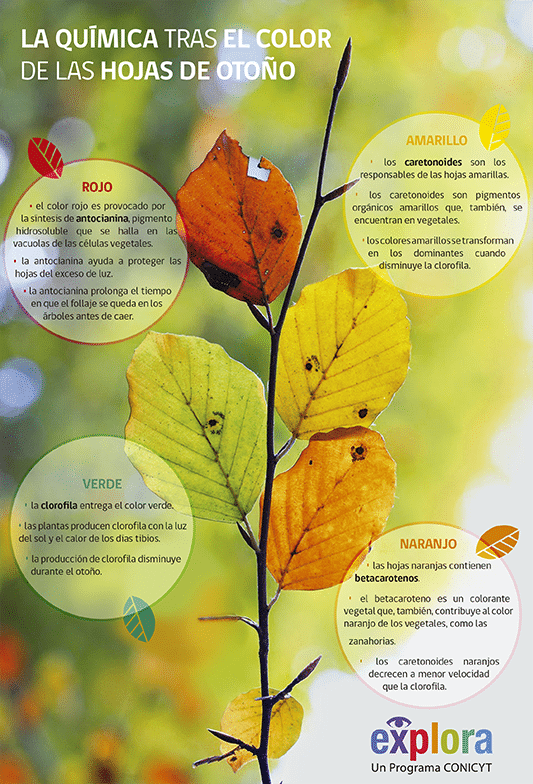 La química tras el color de las hojas de otoño - explora.cl