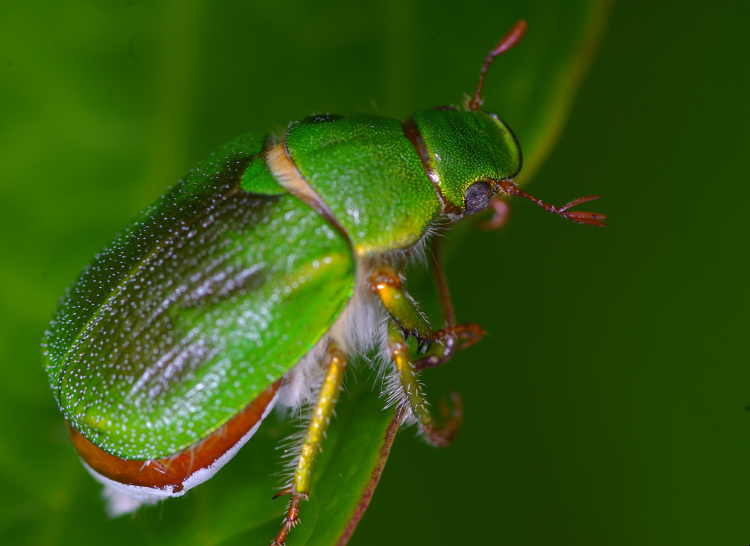 Insectos Verdes Que Pican
